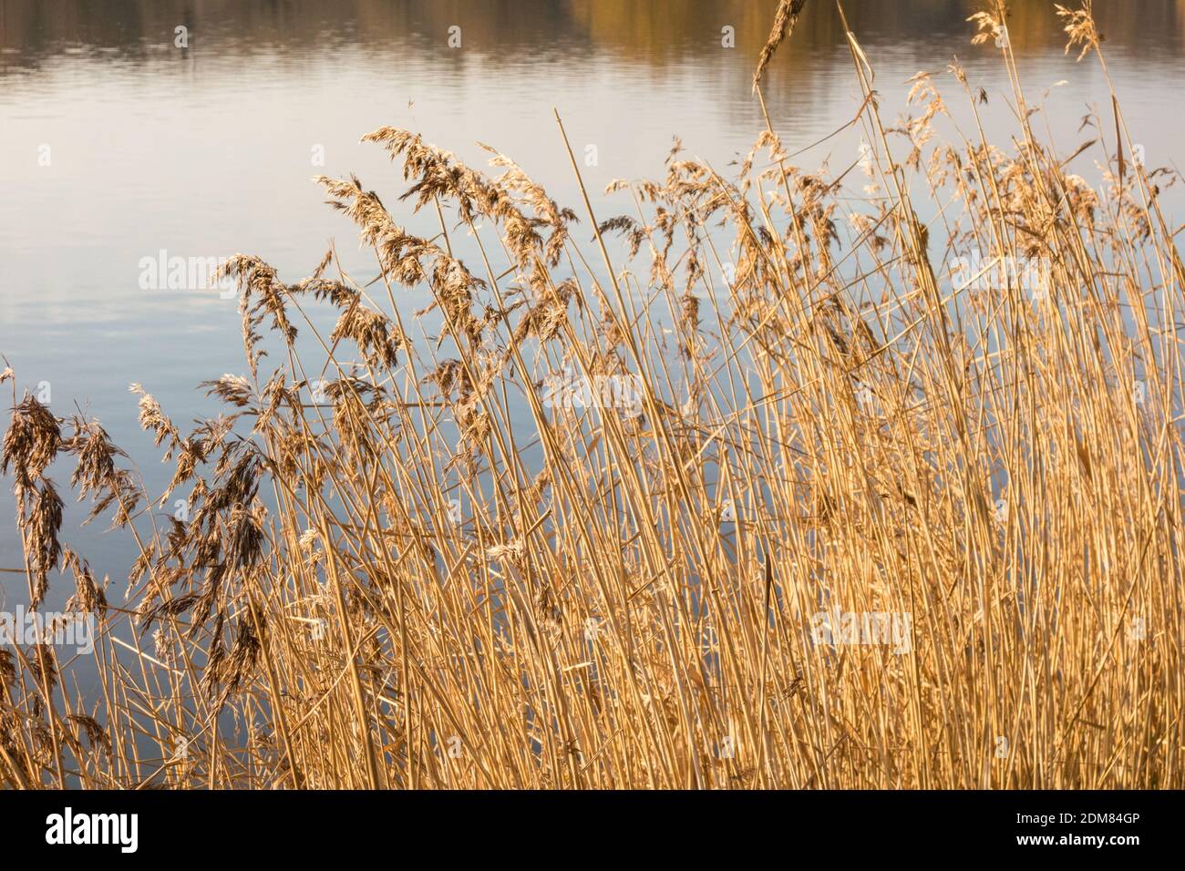Golden rushes hi-res stock photography and images - Alamy