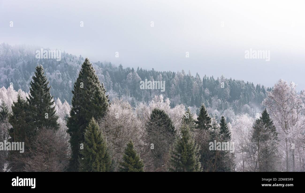 View of trees covered with snow on a foggy day as natural seasonal ...