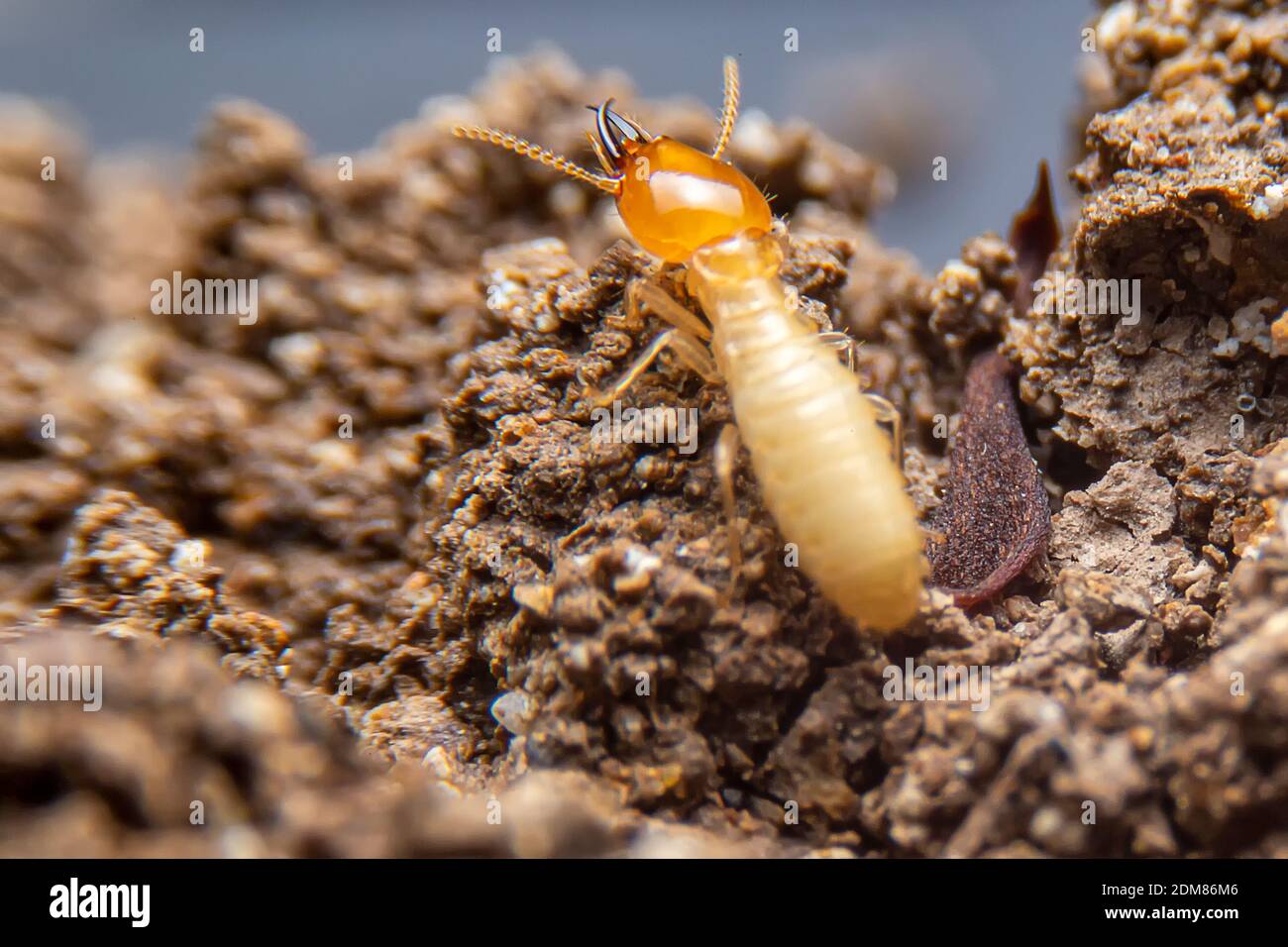 Decaying wood for insects hi-res stock photography and images - Alamy