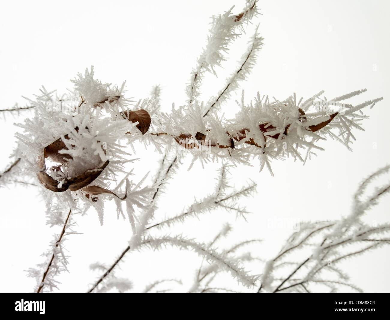 Hoarfrost forms on a tree branch Stock Photo - Alamy