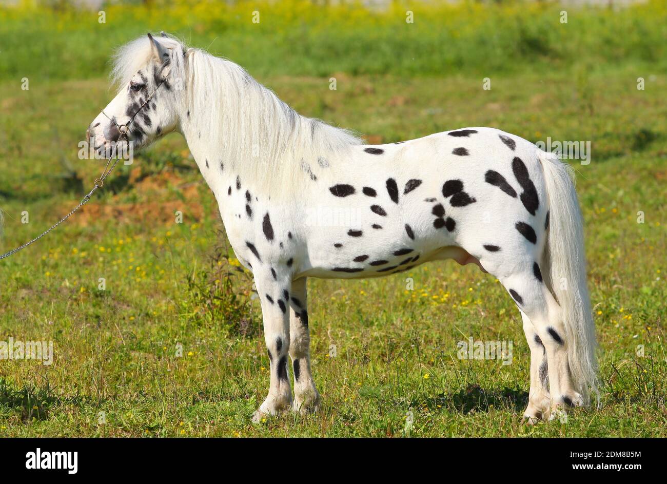 Shetland pony spotted hi-res stock photography and images - Alamy