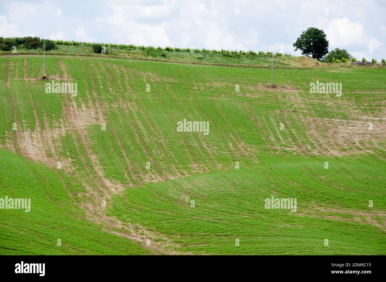 lush green agriculture field with tree in a lush green field Stock ...
