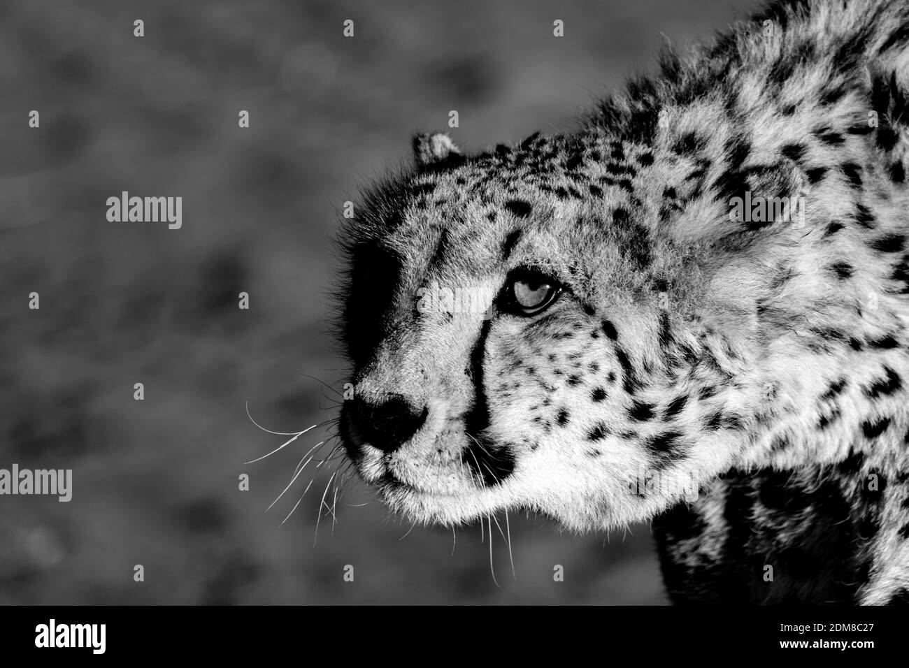 The Cheetah In Namibia Stock Photo - Alamy