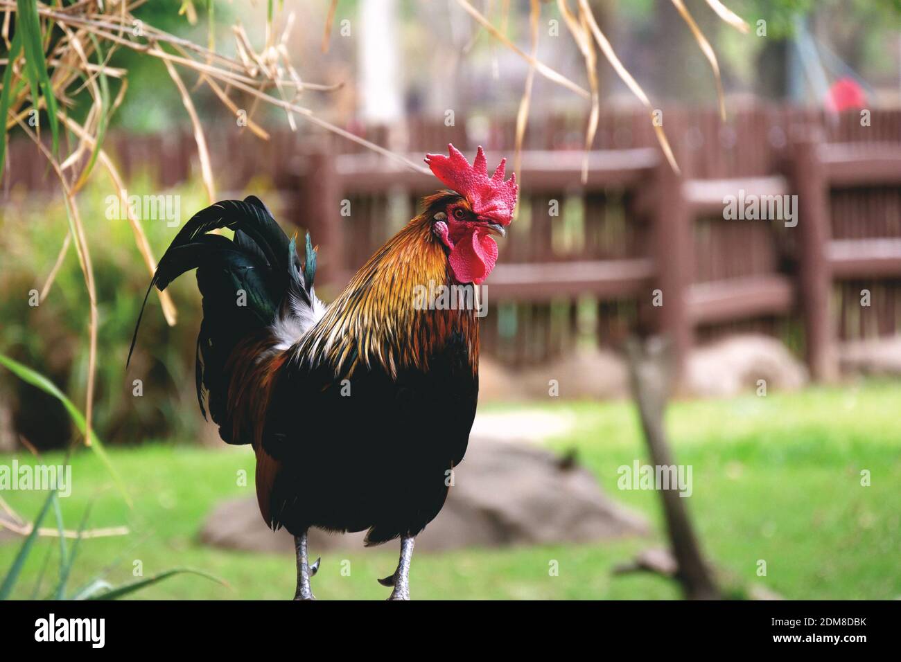 A Funky Rooster On A Fence Stock Photo - Alamy