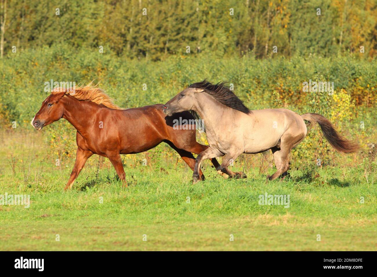 Runner male storm hi-res stock photography and images - Alamy