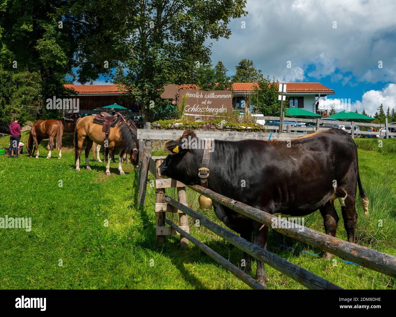 Cows On The Farm Stock Photo - Alamy