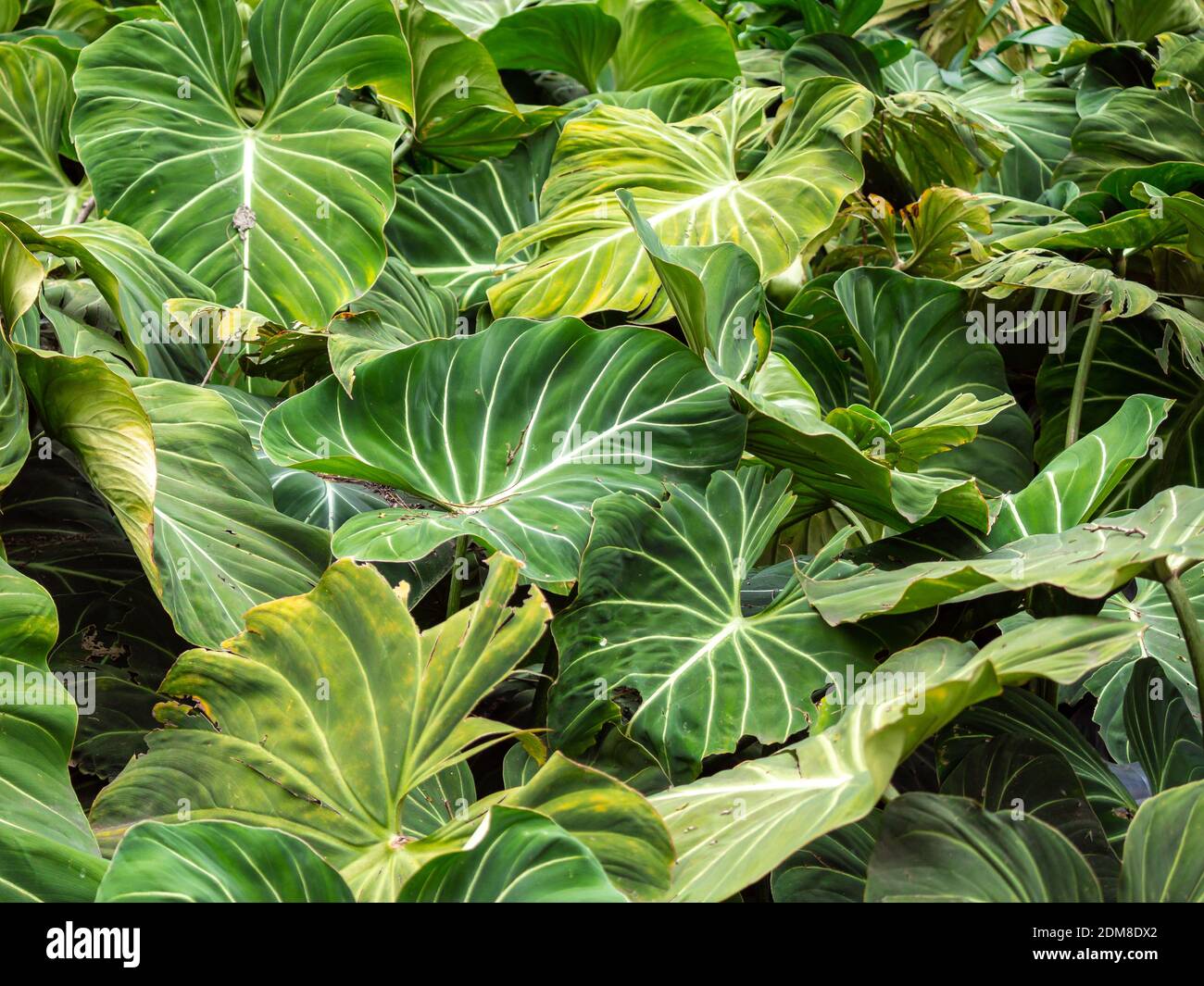 Indented leaf leaves hi-res stock photography and images - Alamy