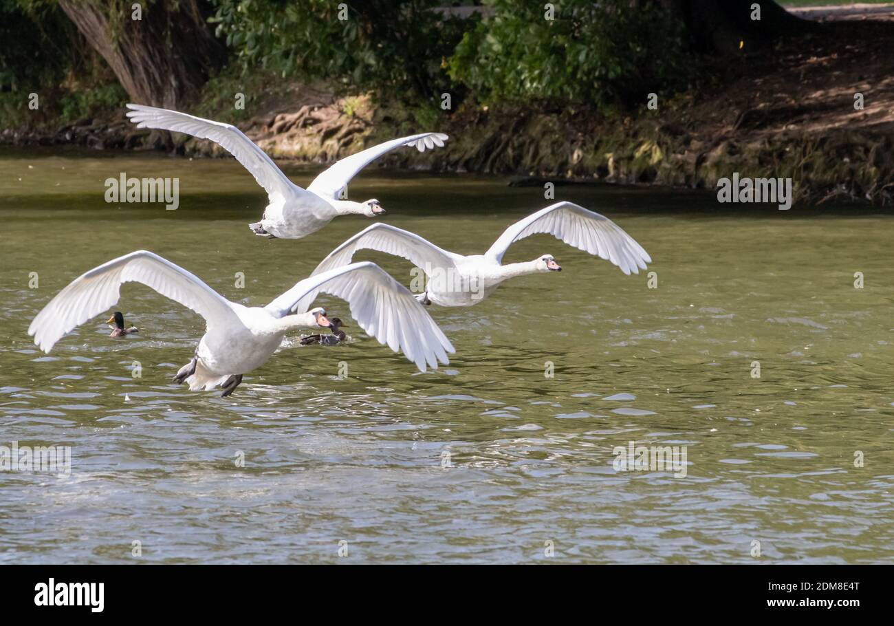 Three Swans in the process of taking off from the River Avon Stock ...