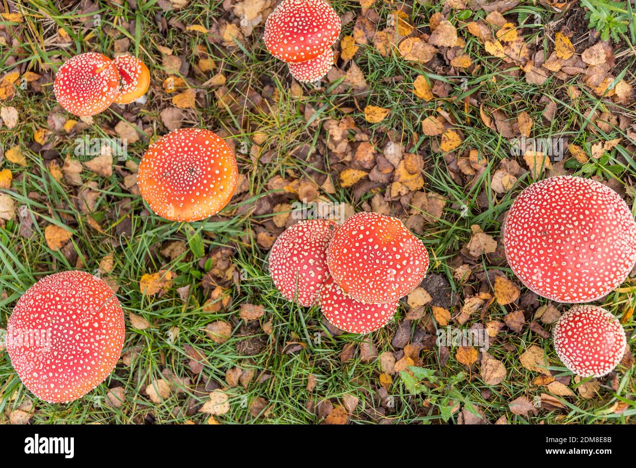 Numerous, Glowing Toadstools In Autumn Stock Photo - Alamy