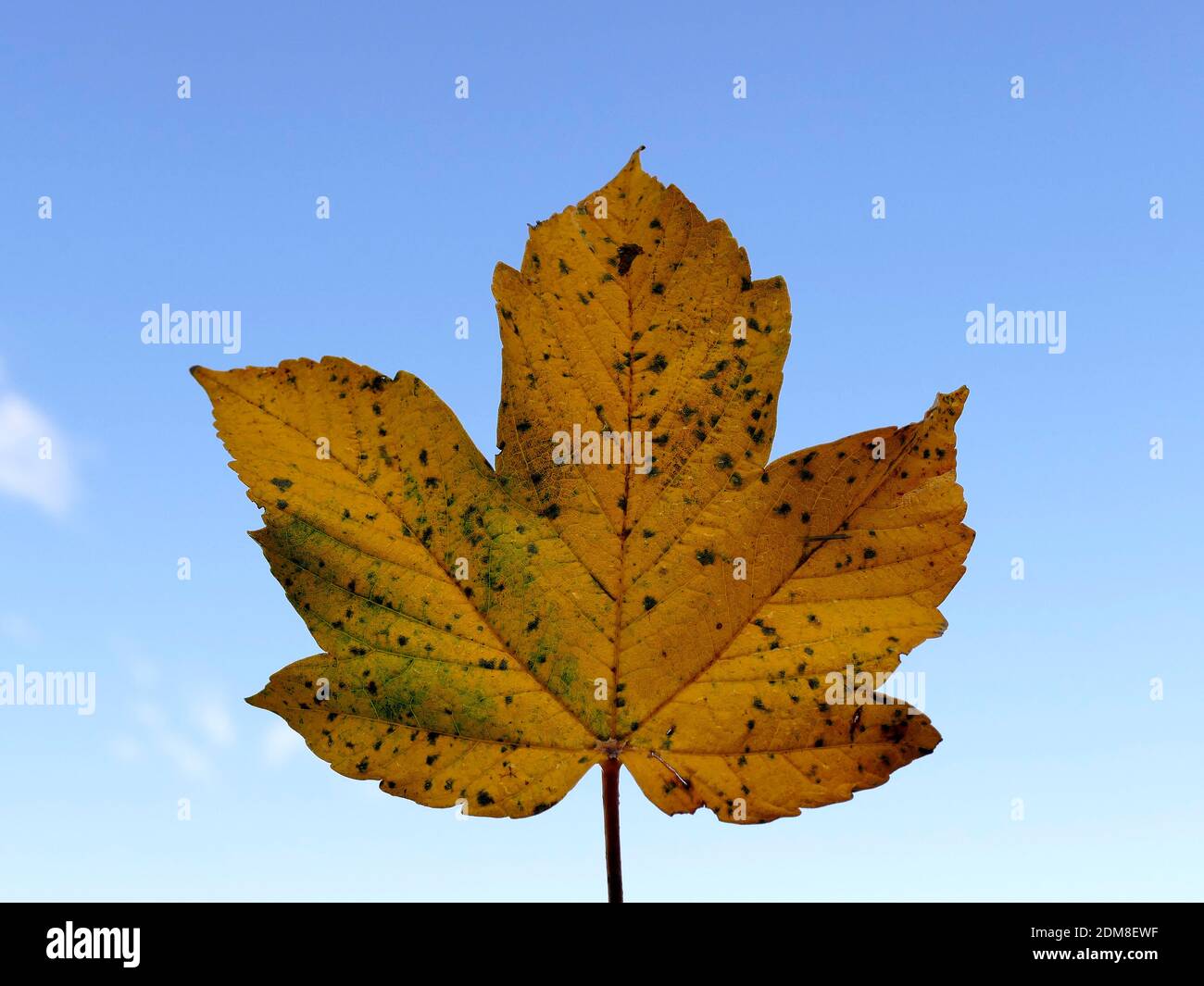 Autumnal Colored Maple Leaf In Backlit On A Blue Sky Stock Photo - Alamy