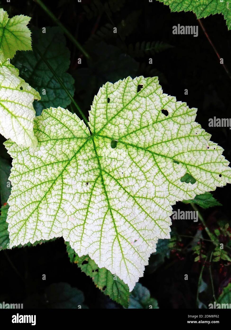 Devil's Club leaves ( Oplopanax horridus), form abstract patterns along ...