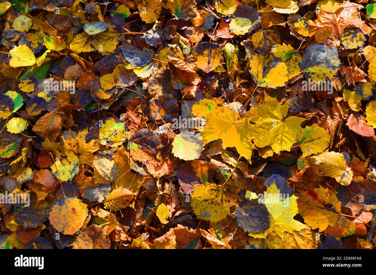 Fallen yellow leaves on the ground. Autumn maple leaf background. Dress warmer, go walking, the ...