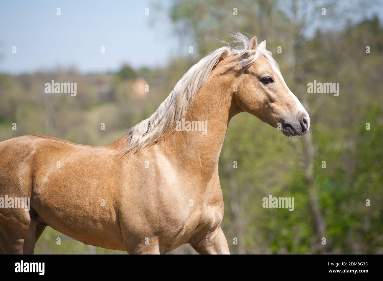 Golden palomino hi-res stock photography and images - Alamy
