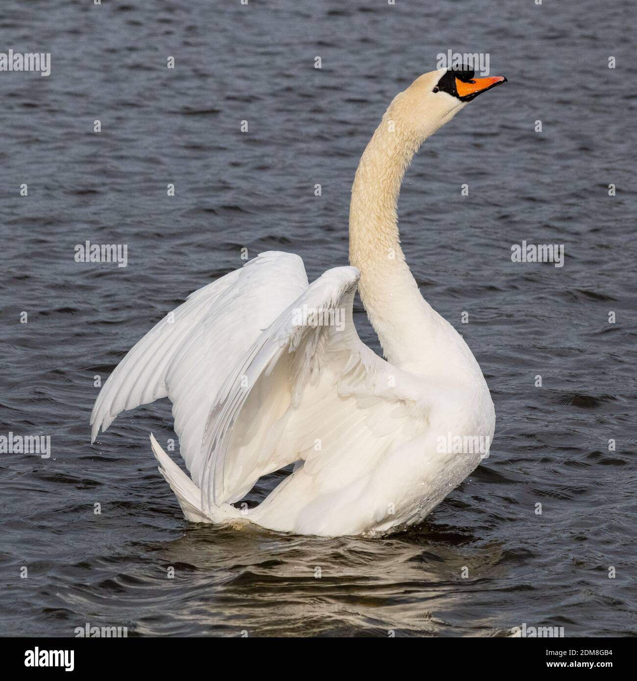 Stretching wings water hi-res stock photography and images - Alamy