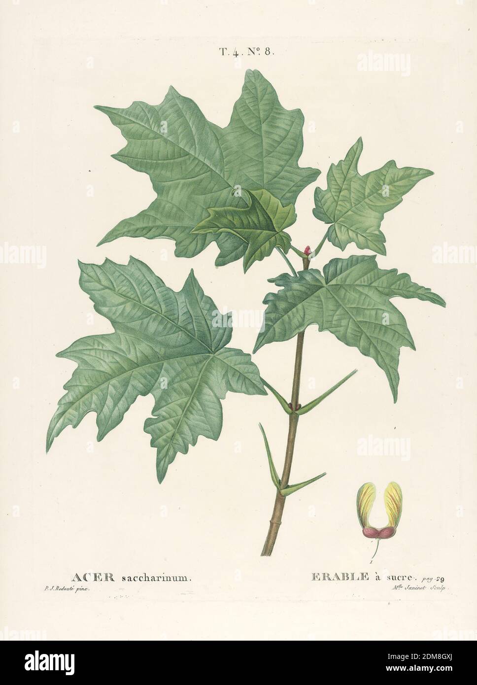 Sugar maple twig hi-res stock photography and images - Alamy