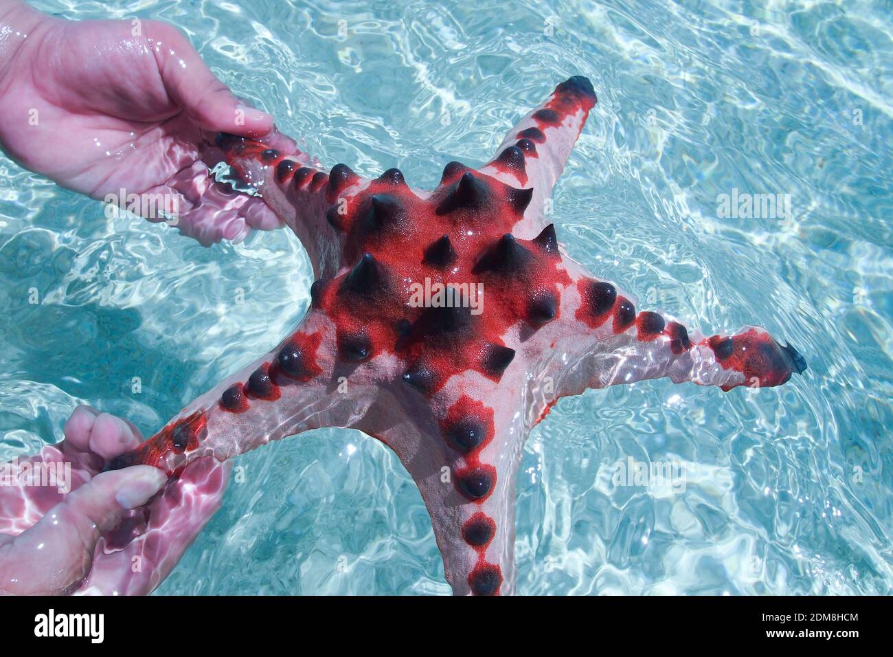 Human hands holding starfish hi-res stock photography and images - Alamy