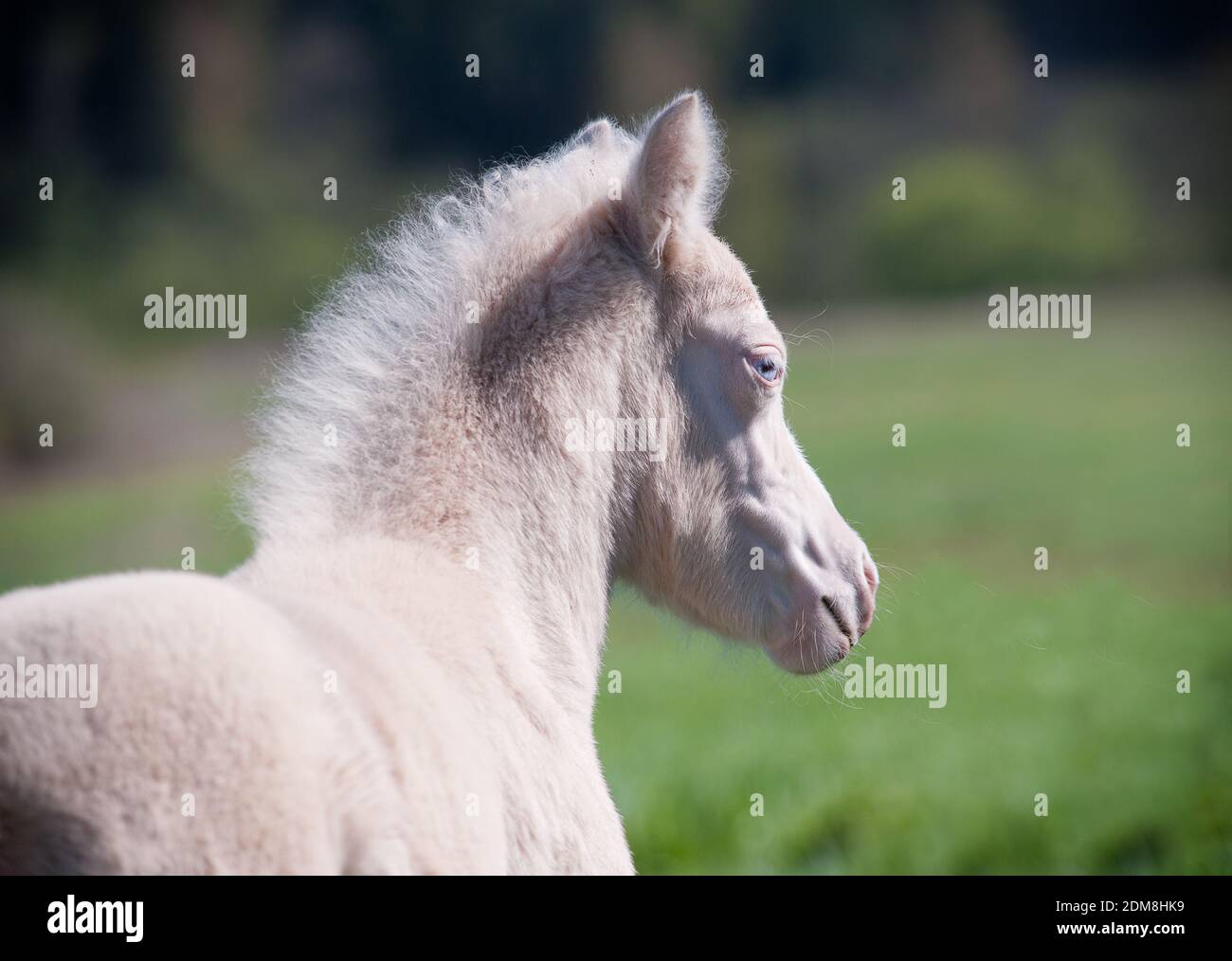Pony cremello hi-res stock photography and images - Alamy