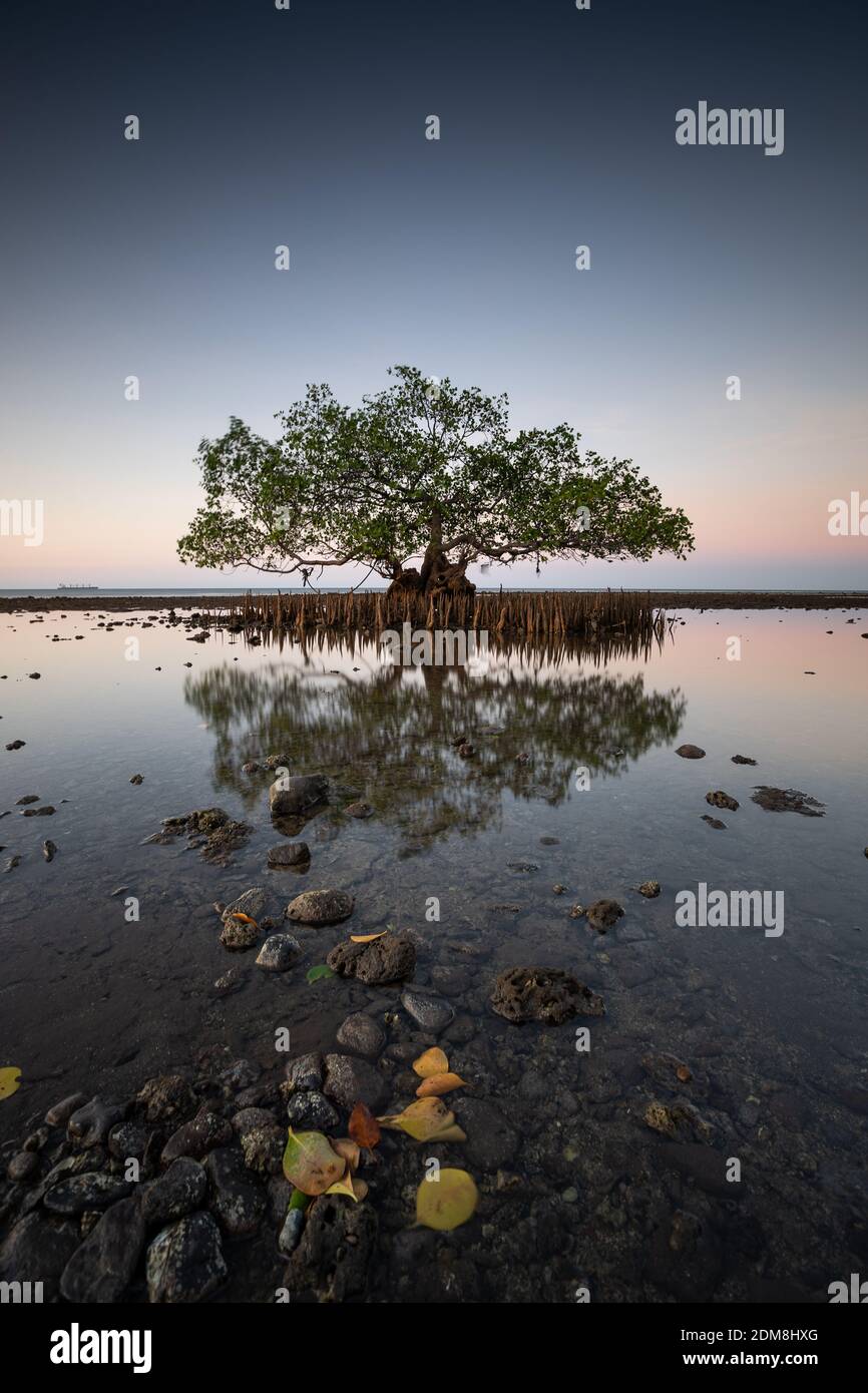 Single mangrove hi-res stock photography and images - Alamy