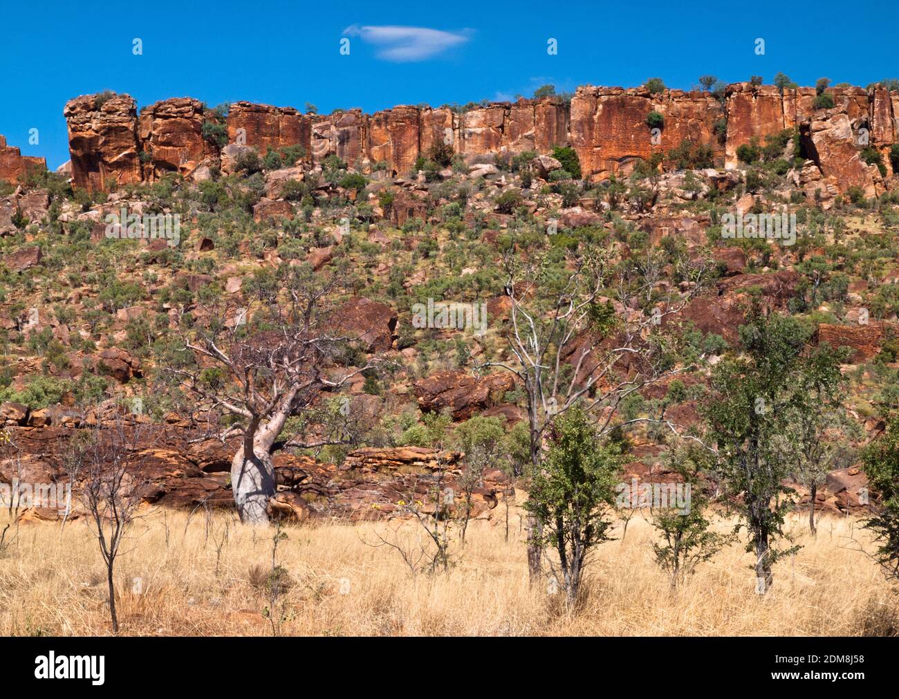 Sandstone escarpment and single boab (Adansonia gregorii) tree by the ...