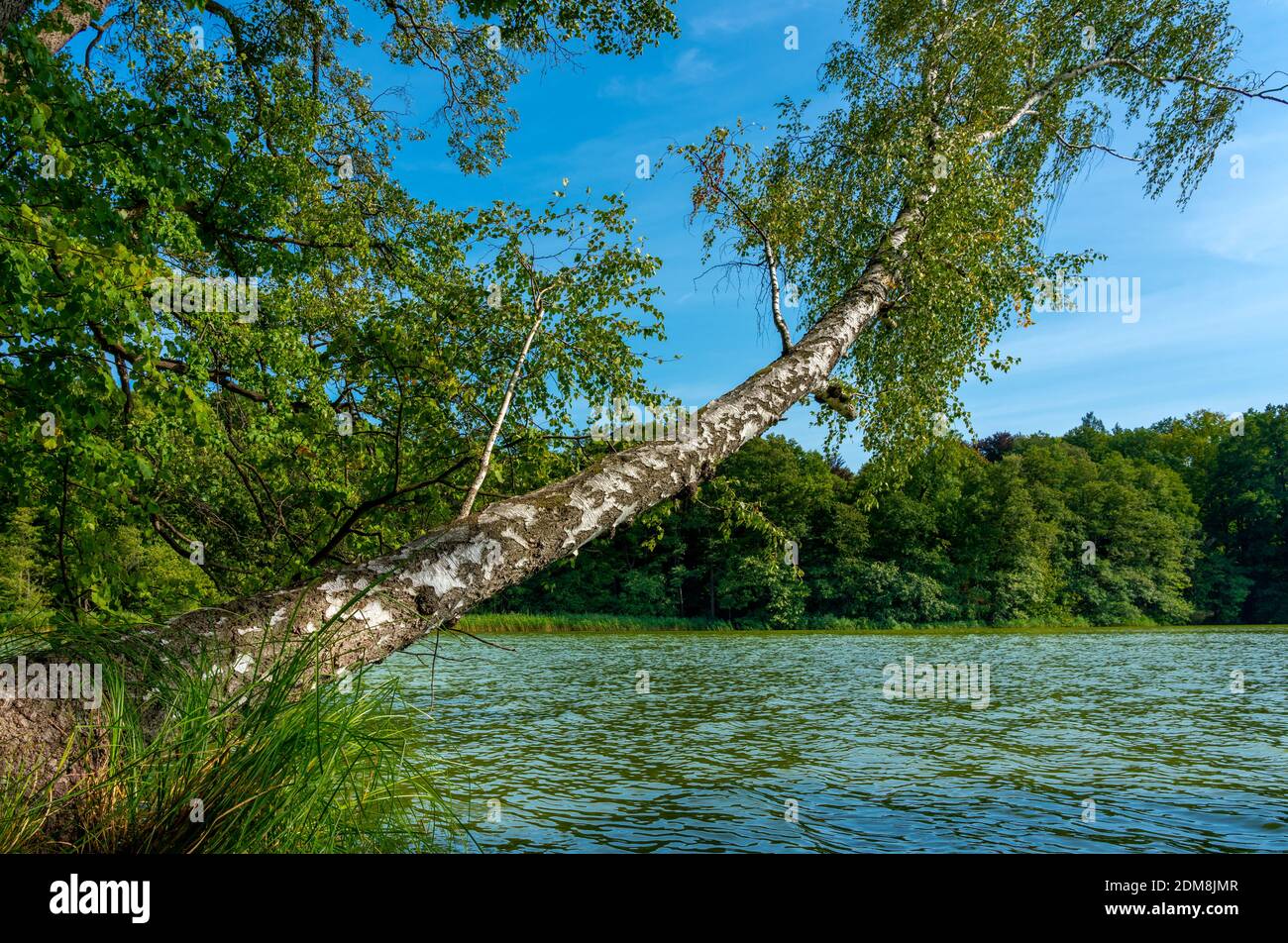 Tann wald hi-res stock photography and images - Alamy