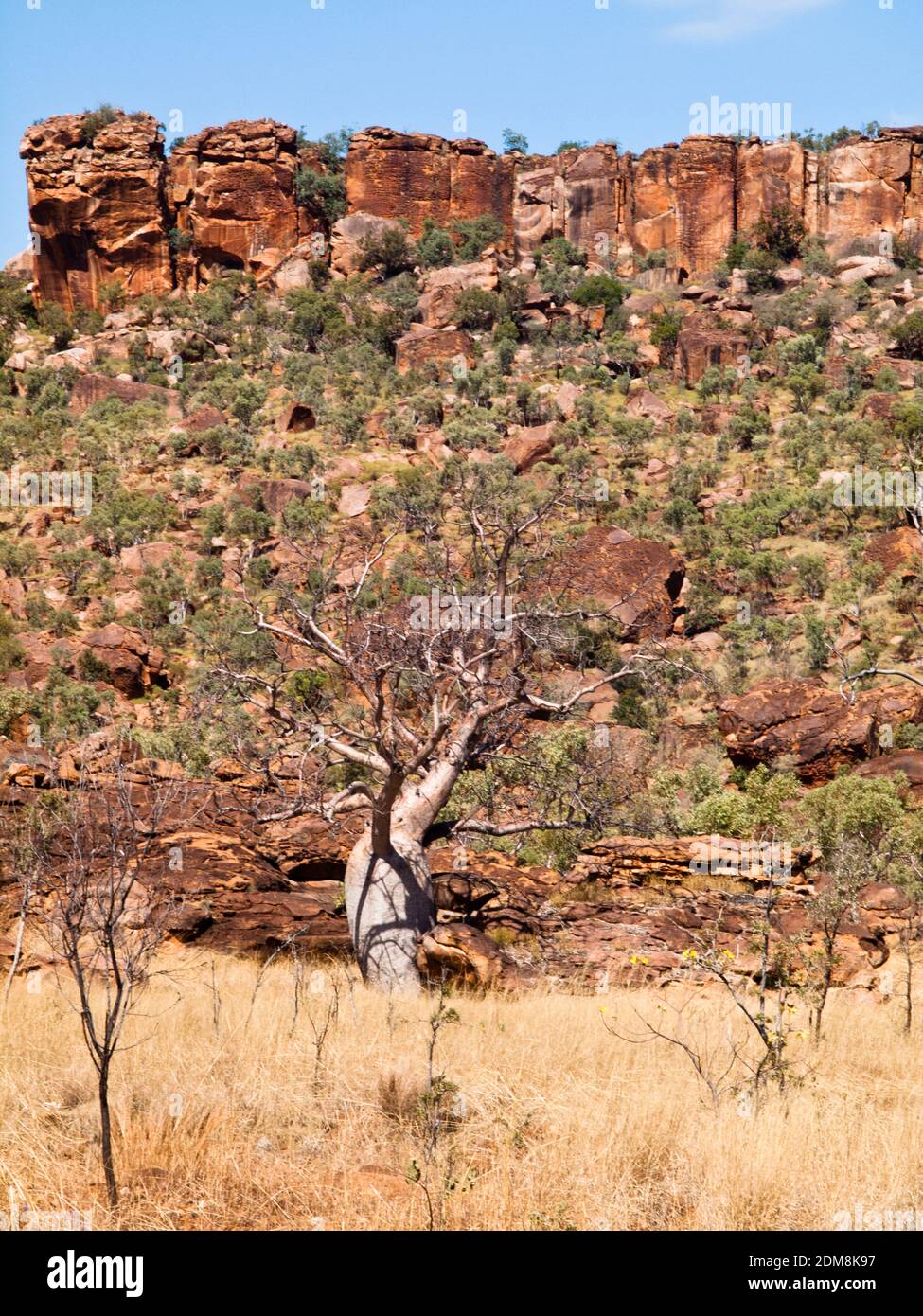 Sandstone escarpment and single boab (Adansonia gregorii) tree by the ...