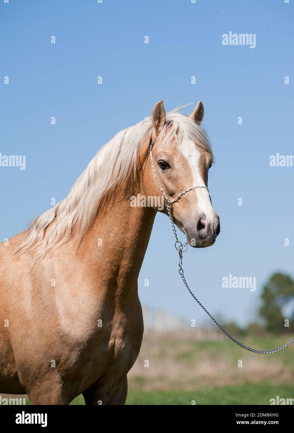 Palomino welsh pony stallion hi-res stock photography and images - Alamy