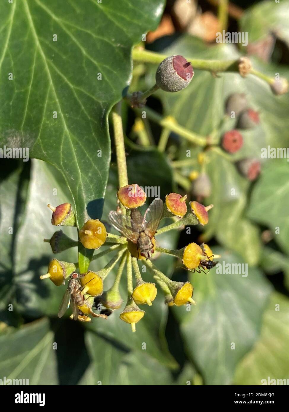 Ivy, Withered Inflorescence With Insects Stock Photo - Alamy