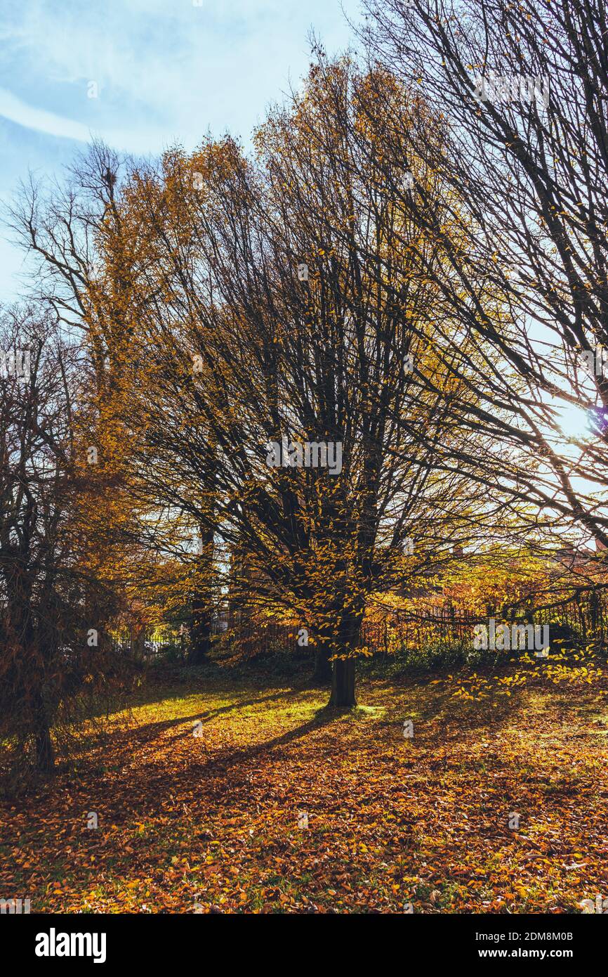 Nice tree hi-res stock photography and images - Alamy