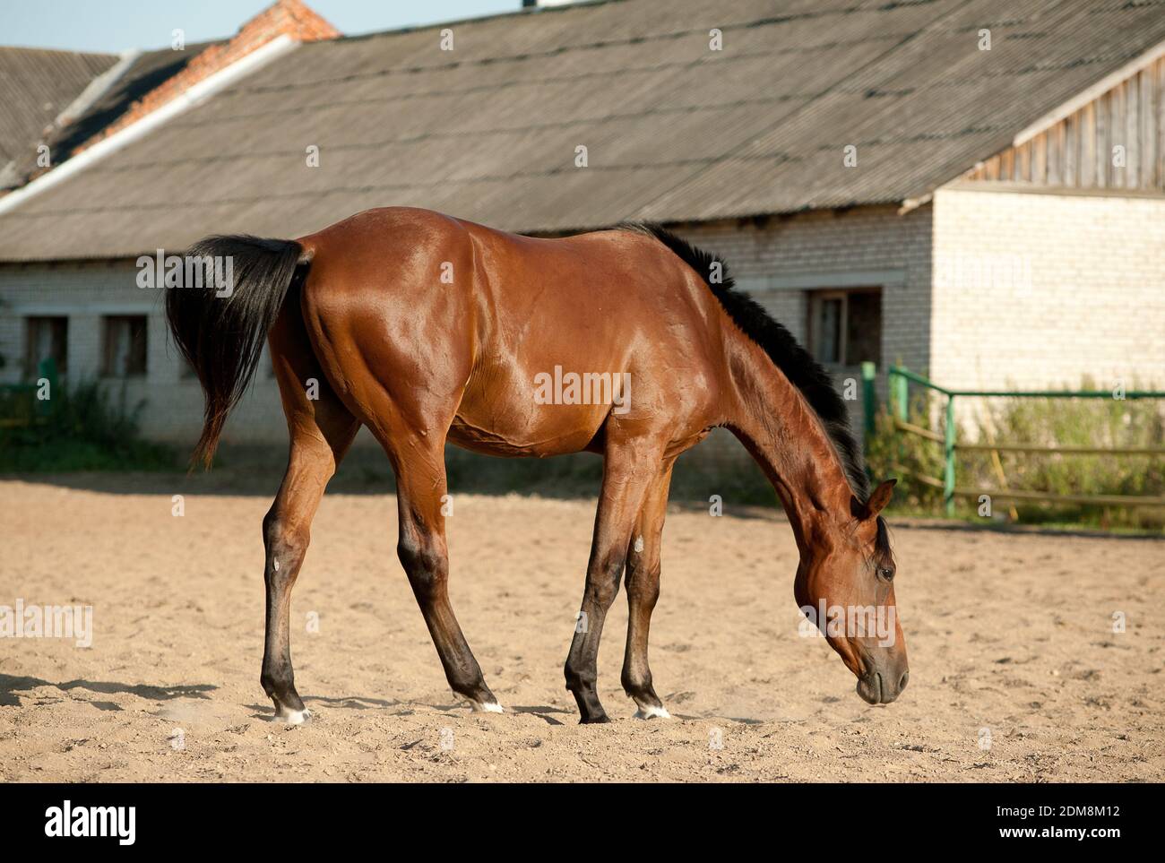 Big head horse hi-res stock photography and images - Alamy