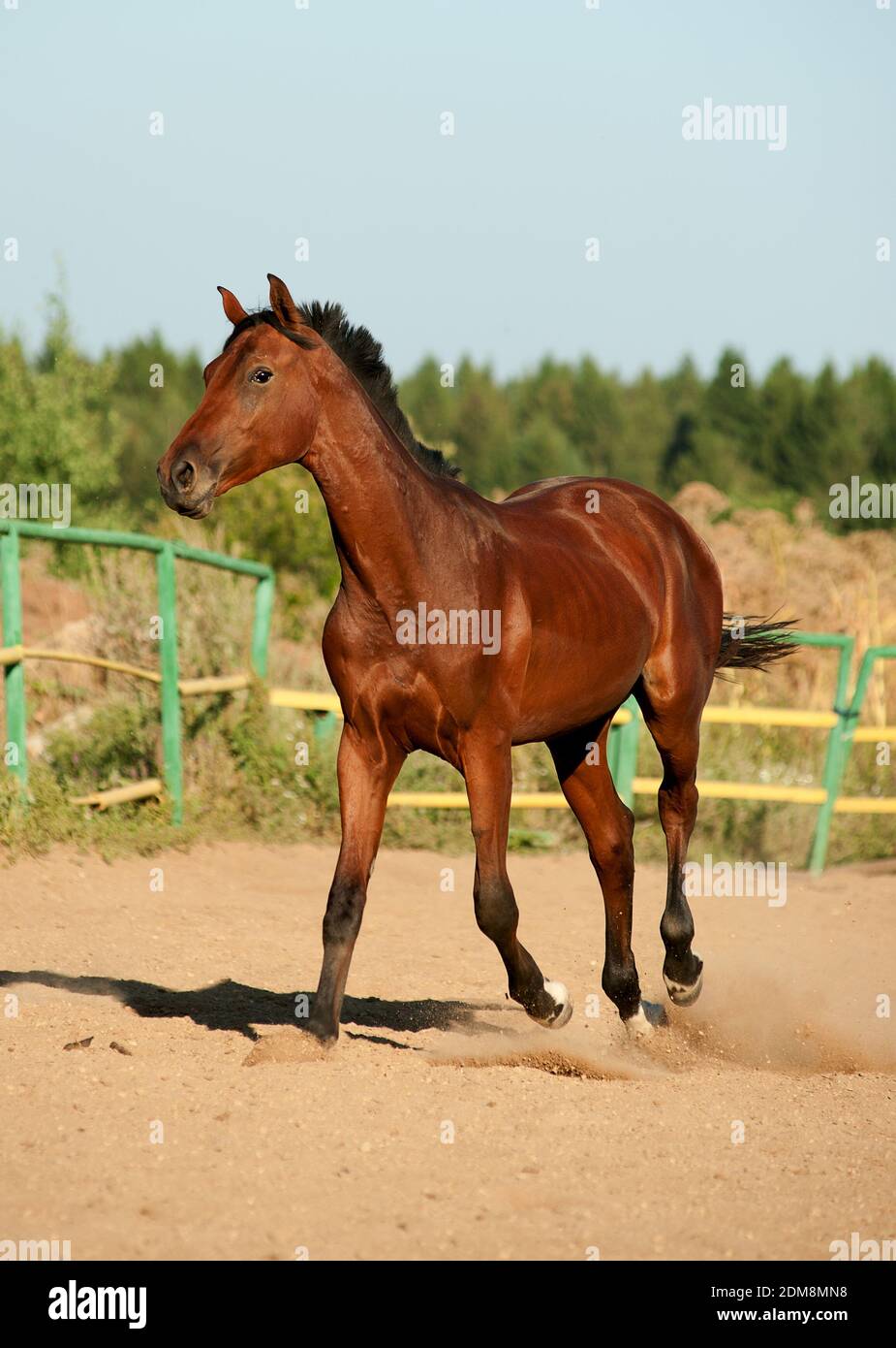 Big head horse hi-res stock photography and images - Alamy