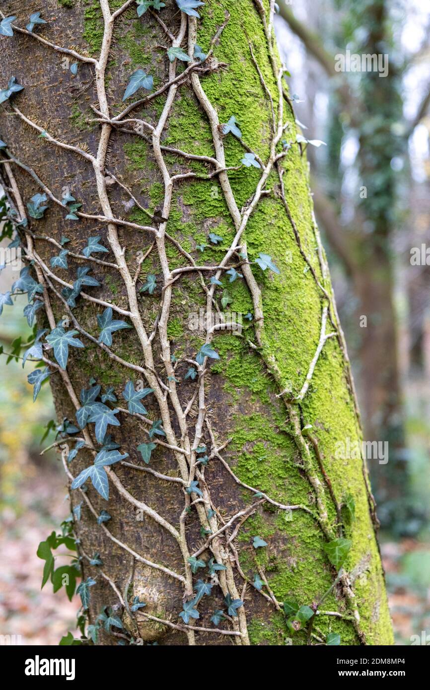 Nice tree hi-res stock photography and images - Alamy