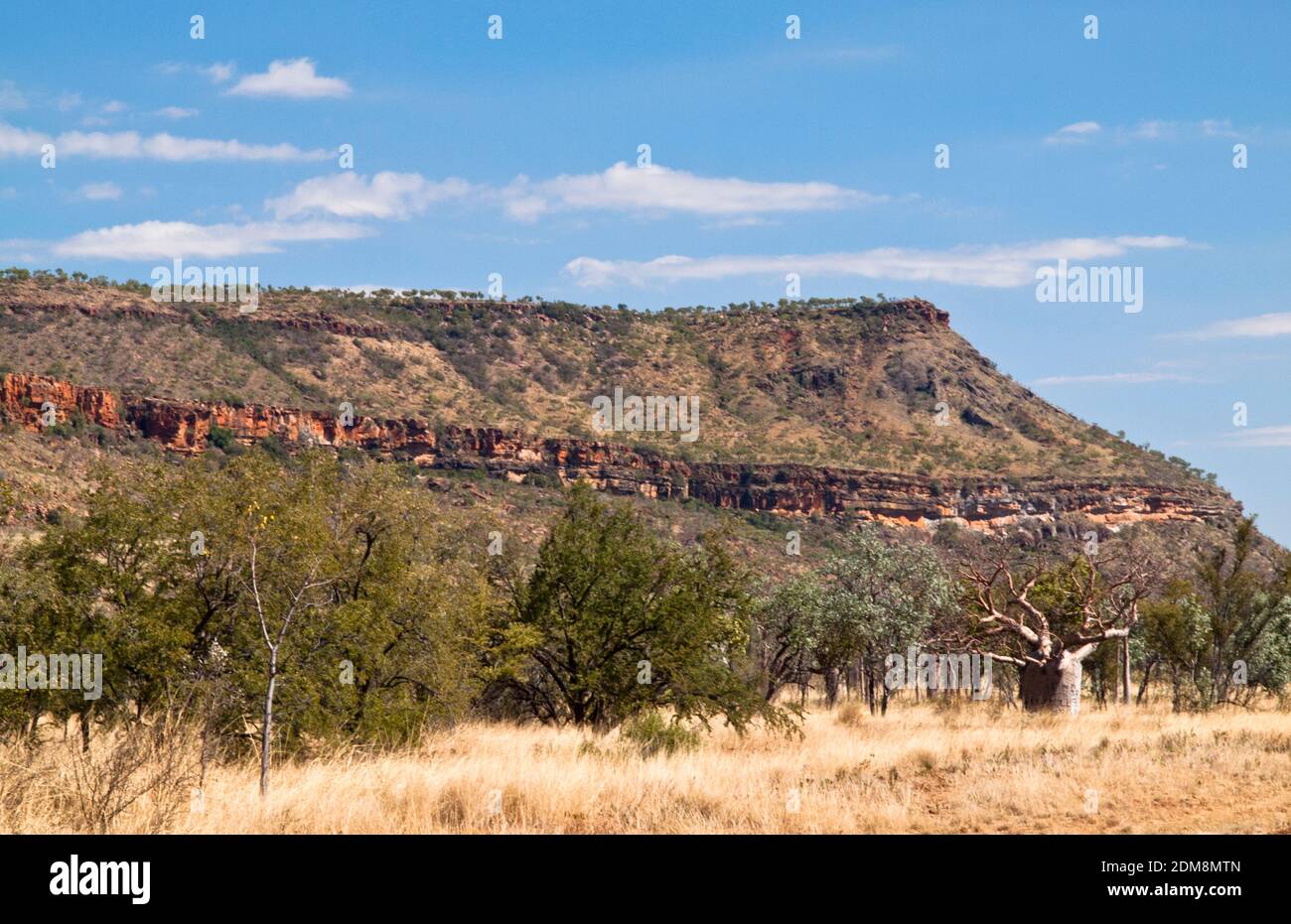 Sandstone escarpment and single boab (Adansonia gregorii) tree by the ...