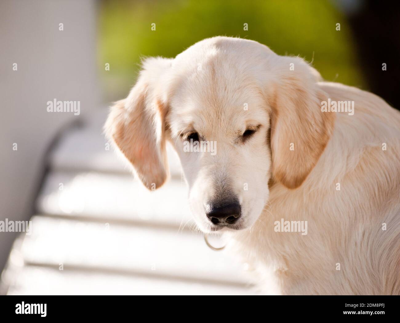golden retriever puppy(small DOF Stock Photo - Alamy