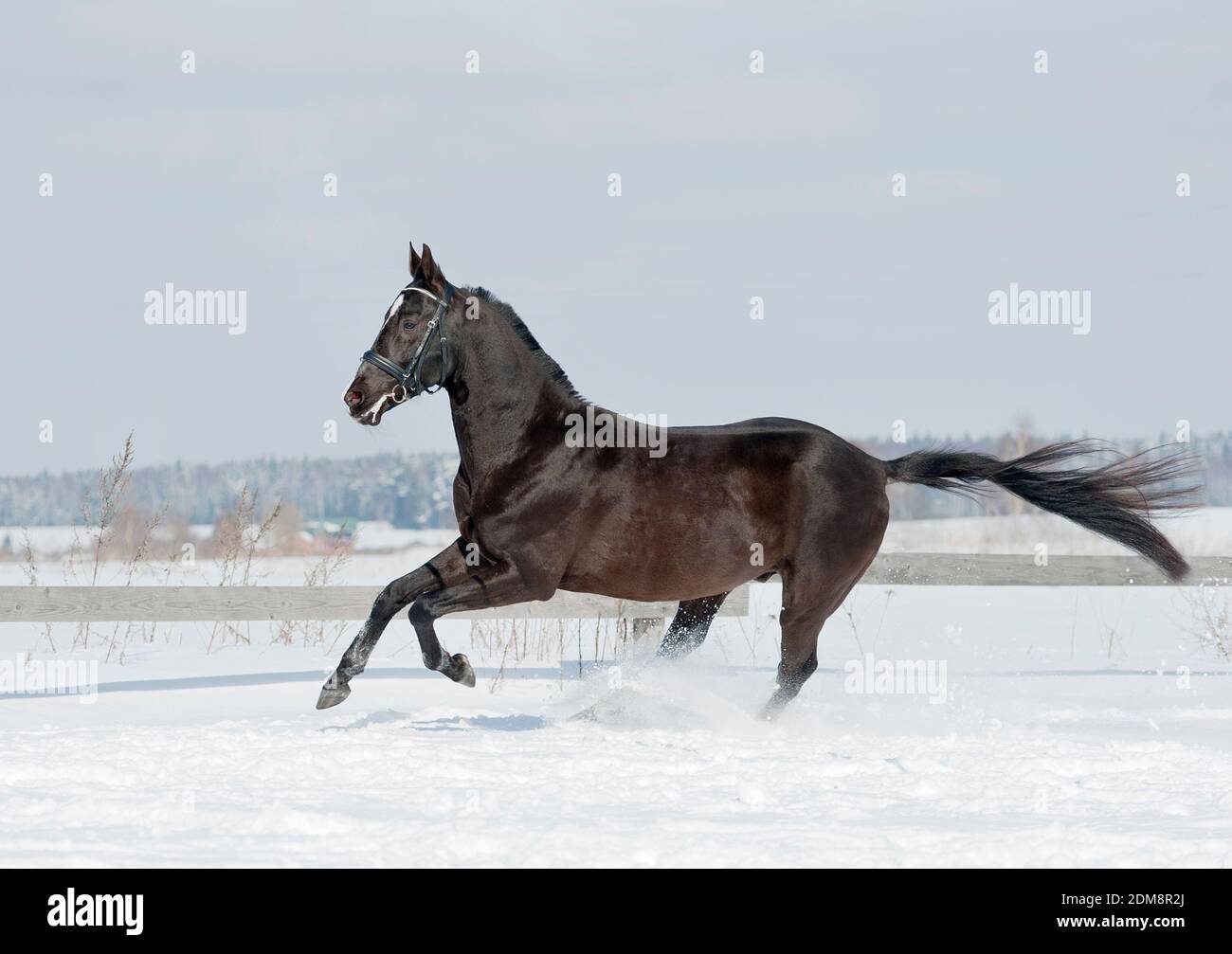 Silver Akhal Teke