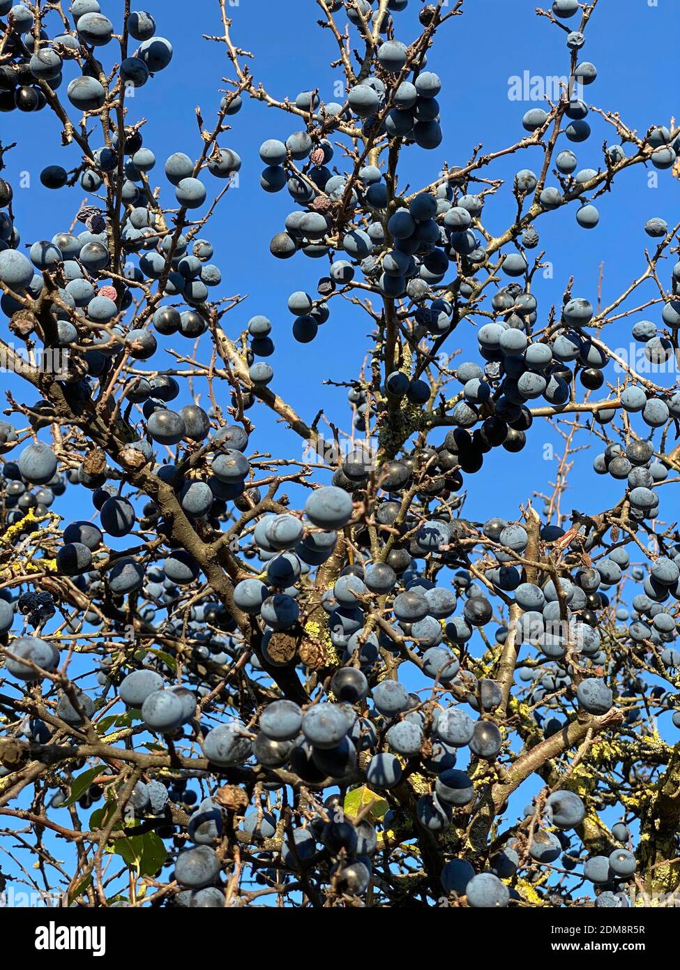 Sloes growing hi-res stock photography and images - Alamy