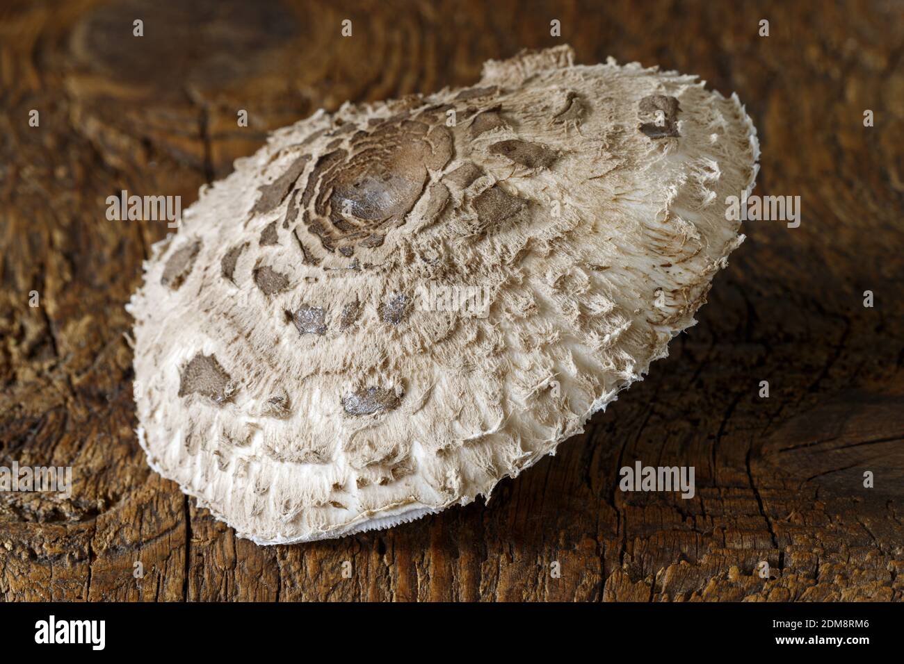 False parasol hi-res stock photography and images - Alamy