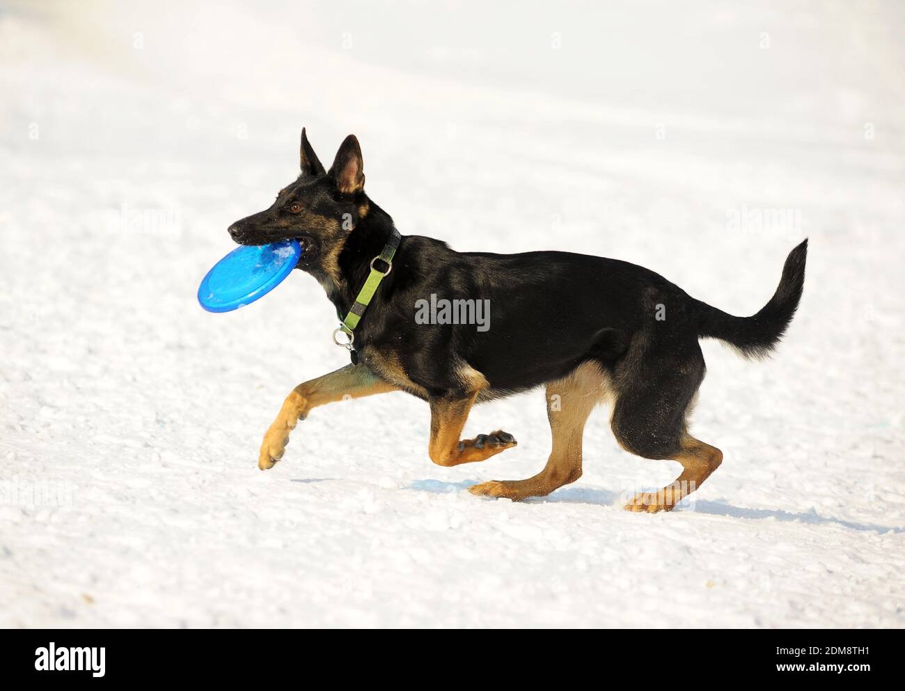 dog with disk Stock Photo - Alamy