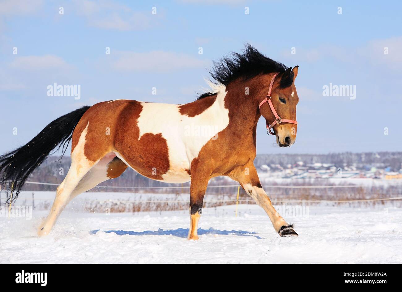 Pinto horse hi-res stock photography and images - Alamy