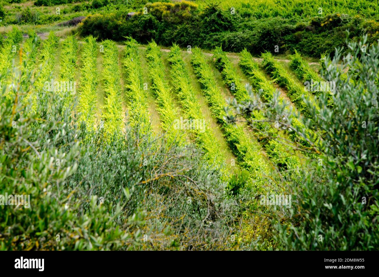 Olive trees and grape field in Italy, Tuscany. Agriculture Stock Photo ...