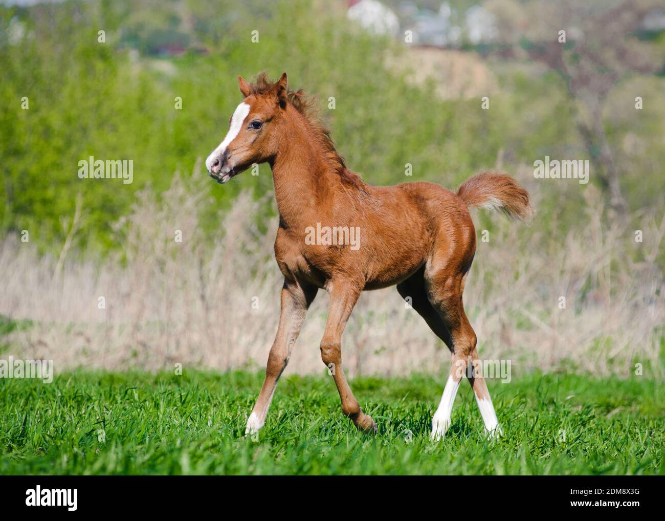Foal quarter horse hi-res stock photography and images - Alamy