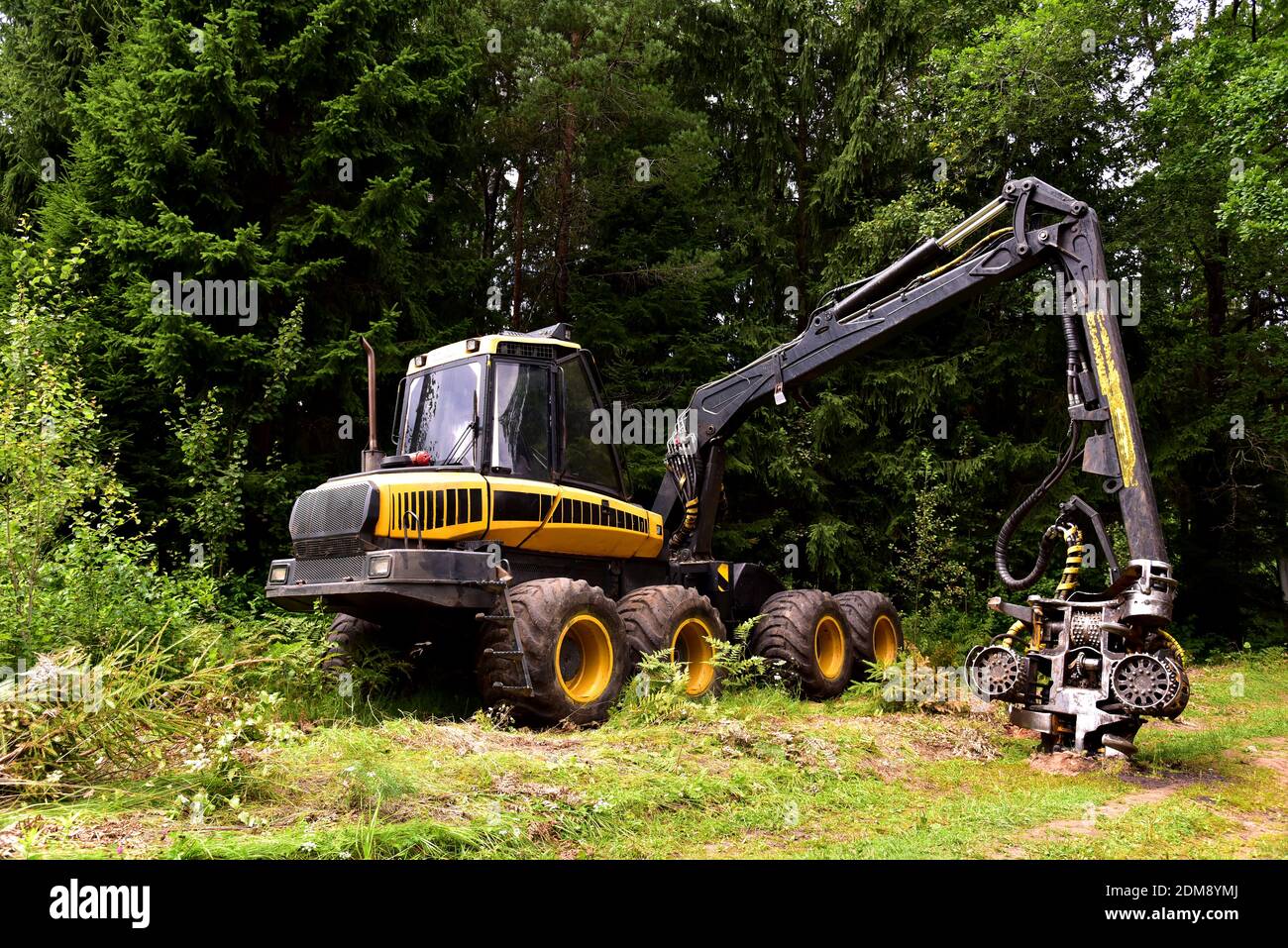 Pine forest harvesting machine at work during clearing of a plantation ...