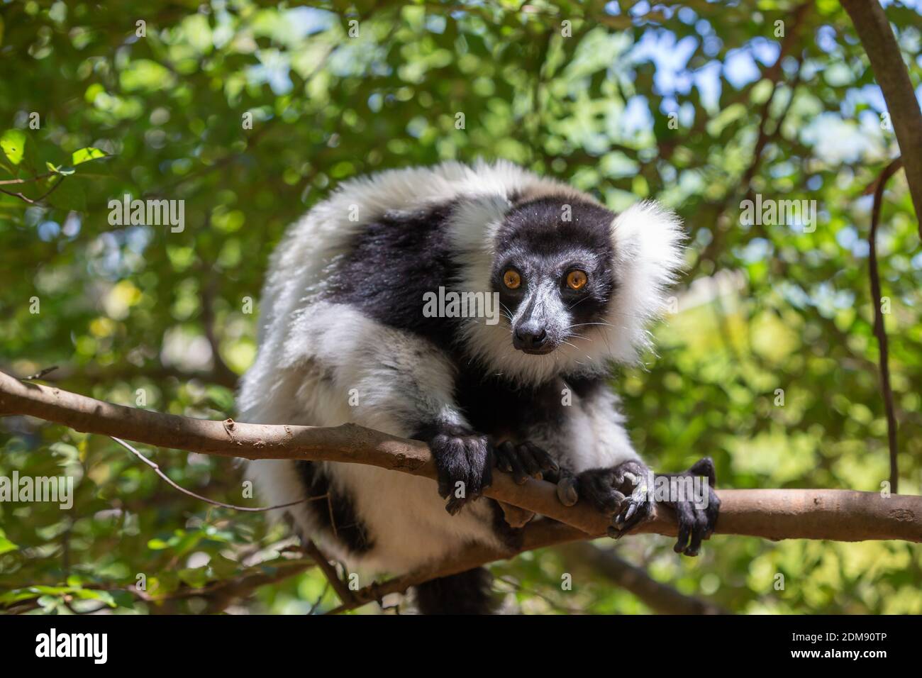 A black and white Vari Lemur looks quite curious Stock Photo - Alamy
