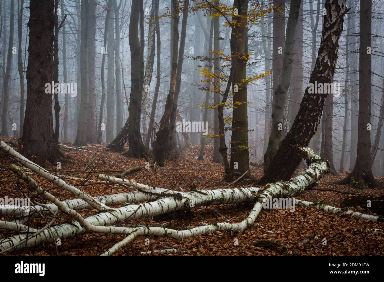 Fallen birch tree in Mala Fatra national park, Slovakia Stock Photo - Alamy
