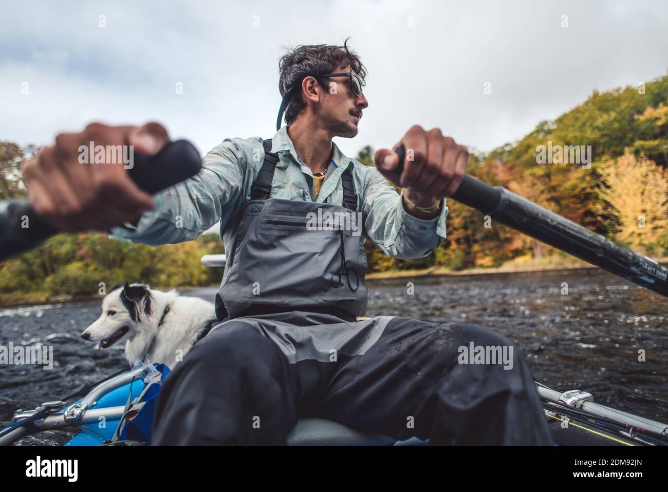 Fly fisherman rowing boat down river in fall foliage season with dog ...