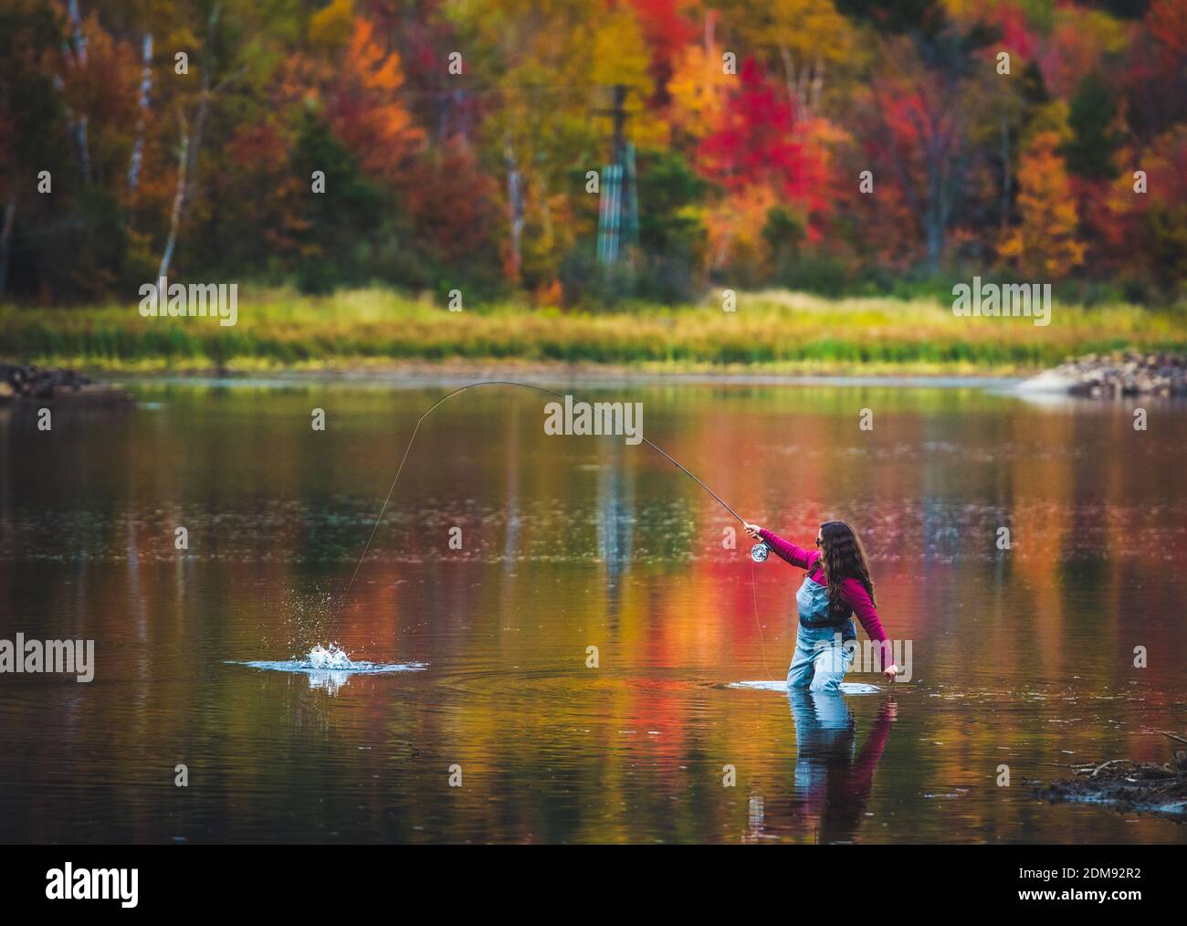A woman angler catches a fish during fall foliage season Stock Photo ...