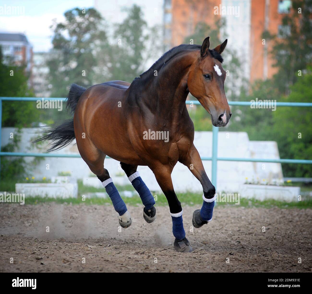 horse in paddock Stock Photo - Alamy