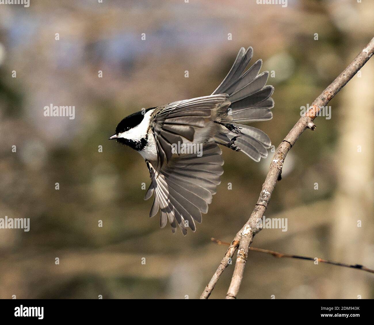 Chickadee Wings