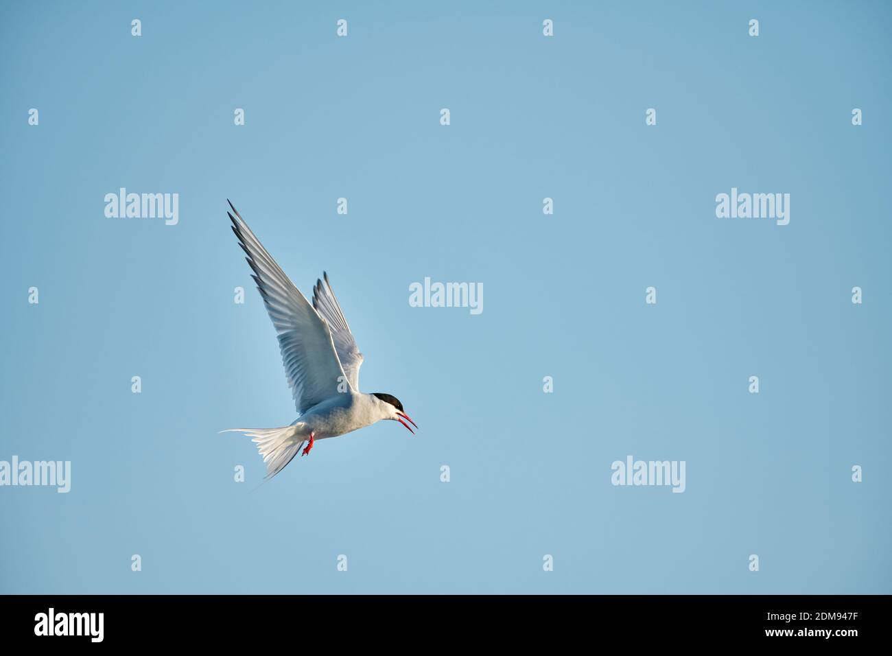 Sky scream hi-res stock photography and images - Alamy