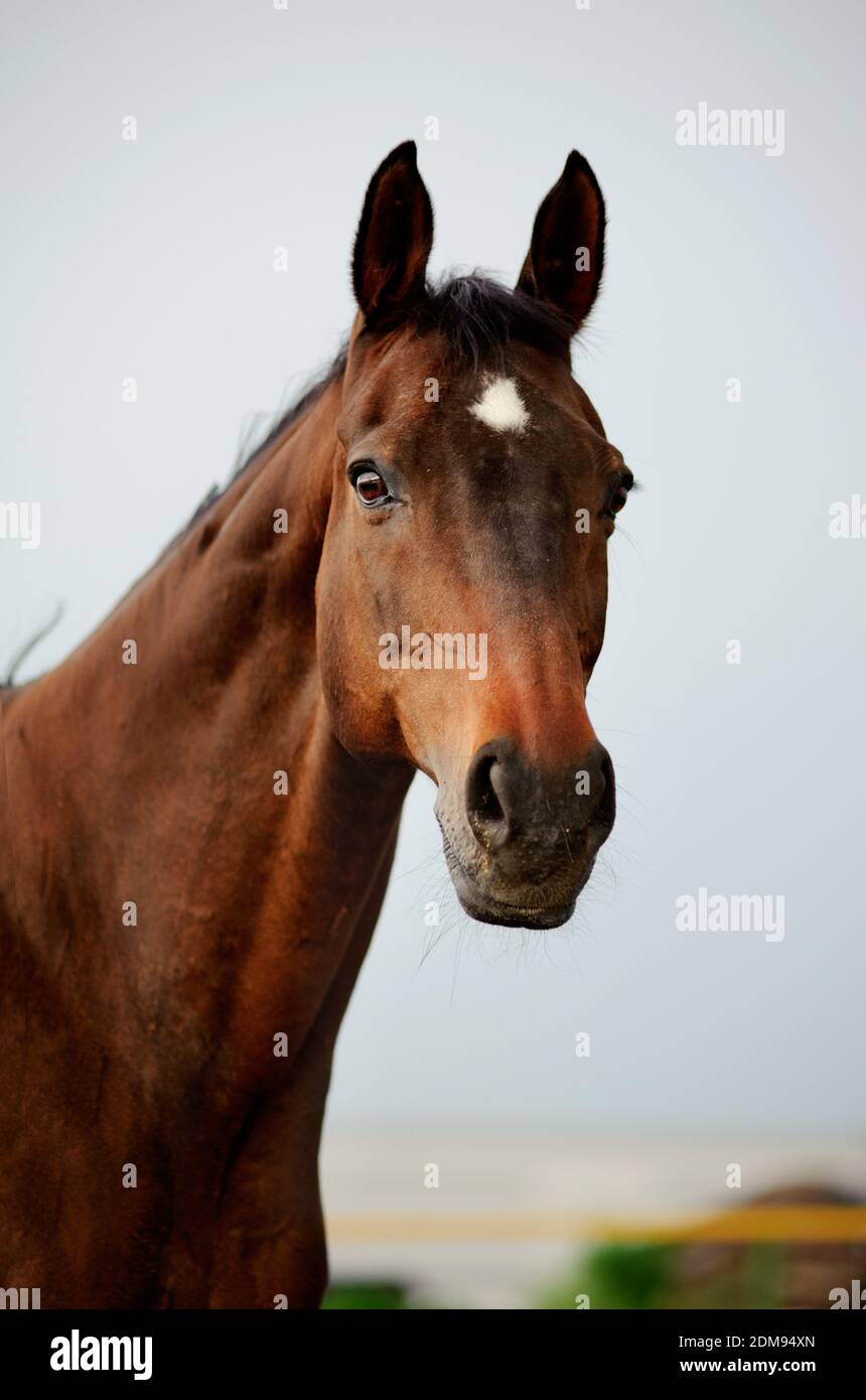 Strong brown horse long mane hi-res stock photography and images - Alamy