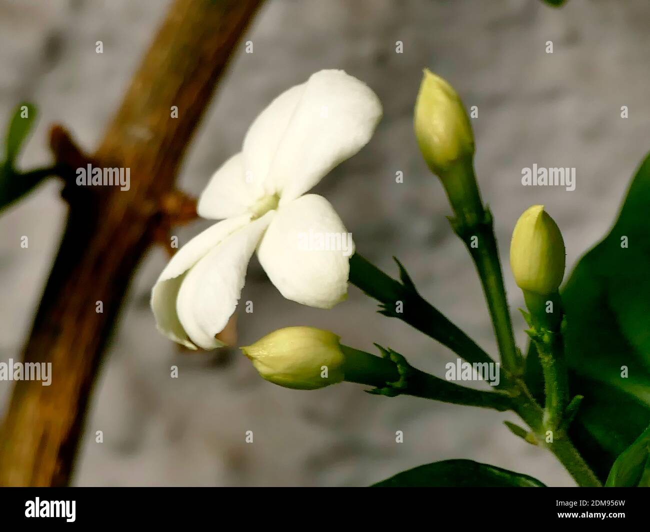 Jasminum Sambac Flower, Closeup Stock Photo - Alamy